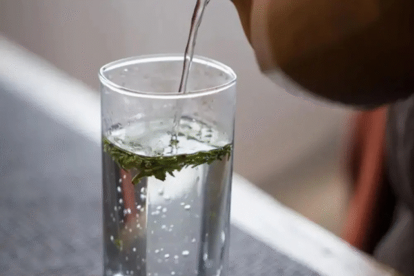 "Top 10 Green Tea with Highest EGCG for Maximum Benefits"
